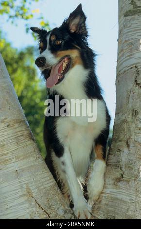 Border Collie, FCI, Standard No. 297 Stock Photo - Alamy