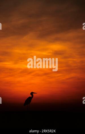 Herons in the sunset, Ellaidhoo, Maldives, Ari Atoll Stock Photo - Alamy