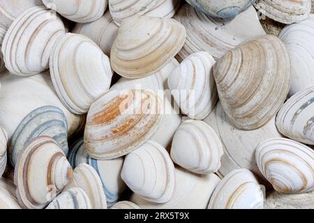Surf Clam shells, France (Spisula subtruncata Stock Photo - Alamy