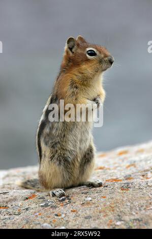 Jasper National Park, Alberta (Citellus lateralis), golden-mantled ...