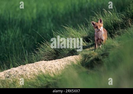 Three Baby Red Foxes Playing Together in Floyd County, Indiana Stock ...