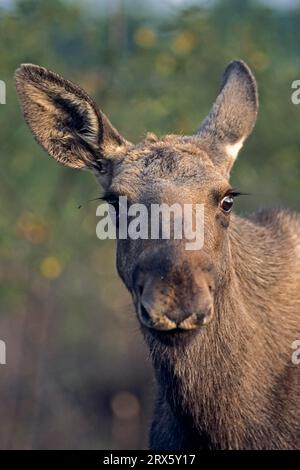 Elk with young are very dangerous and can also attack humans ...