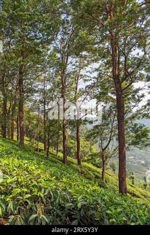 Tea plantation with trees, Munnar, Kerala, India Stock Photo - Alamy