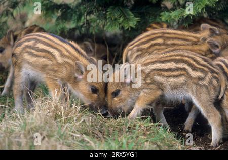 Frischlinge erkunden die Umgebung (Wildschwein) (Wild Boar), Wild Boar ...