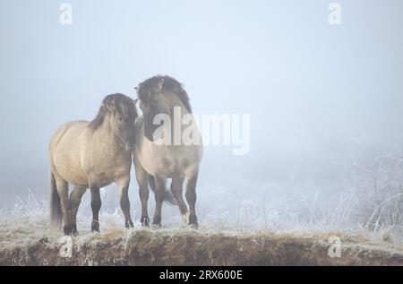 Konik, Stallions wrangling for hierarchy (Tarpan-breeding back), Heck ...