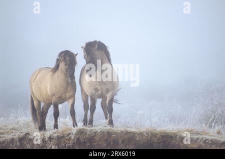 Konik, Stallions wrangling for hierarchy (Tarpan-breeding back), Heck ...