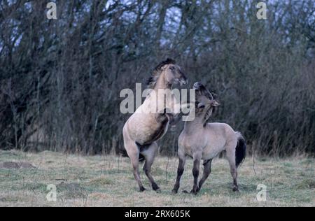 Konik, Stallions wrangling for hierarchy (Tarpan-breeding back), Heck ...