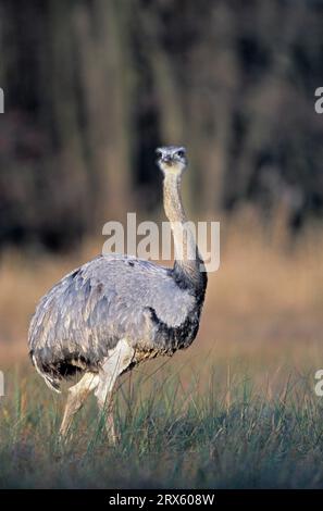 Nandu watching the photographer (greater rhea (Rhea americana Stock ...