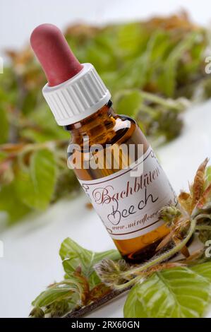 Vial with Bach flower drops, Common beech (Fagus sylvatica), beech ...