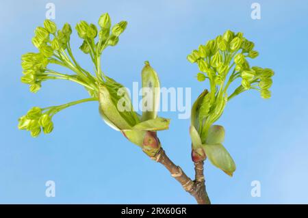Plane tree, flower (Acer pseudoplatanus Stock Photo - Alamy