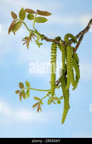 Walnut, inflorescence (Juglans regia Stock Photo - Alamy