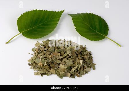 White birch, fresh and dried leaves, weeping birch (Betula pendula ...