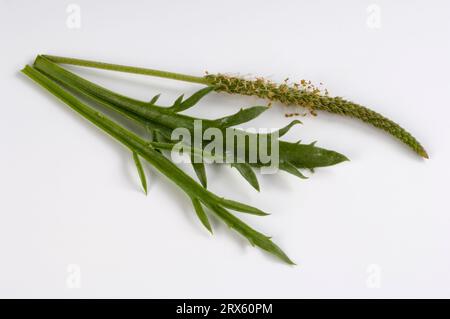 Staghorn plantain, Crow's-foot plantain, Slit-leaf plantain (Plantago ...