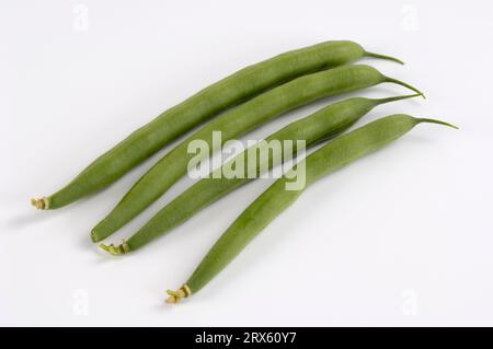 Bush beans 'Filetty' (Phaseolus vulgaris nanus Stock Photo - Alamy