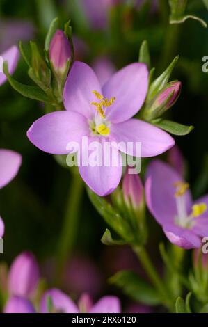 Centaurium erythraea (Centaurium umbellatum) (Centaurium erythraea ...