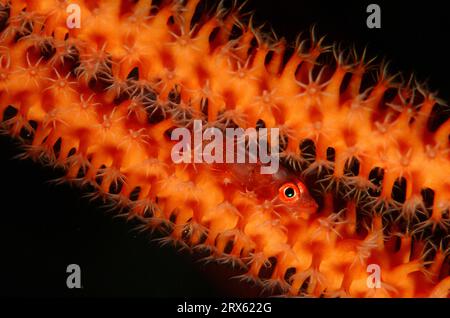Loki whip goby (Bryaninops loki) camouflaged next to a sea whip, a ...