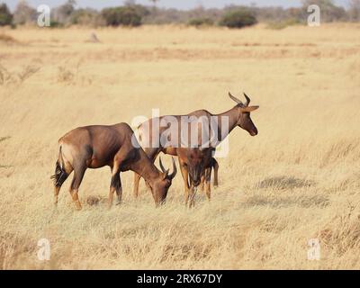 Tsessebe are are large and very fast antelope of the African savannah ...
