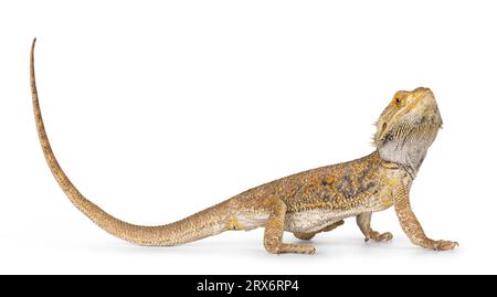 Yellow Bearded Dragon standing side ways. Looking towards camera ...