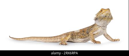 Yellow Bearded Dragon standing side ways. Looking towards camera ...