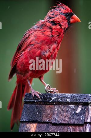 A wet Northern Cardinal on the backyard deck Stock Photo - Alamy