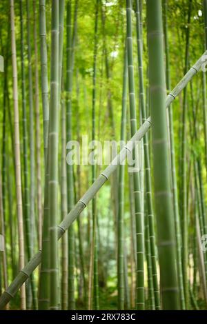 Single bamboo plant growing diagonal in an all vertical bamboo forest ...