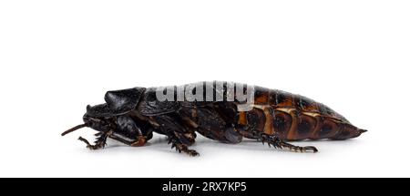 Close-up view of Madagascar hissing cockroaches in terrarium with ...