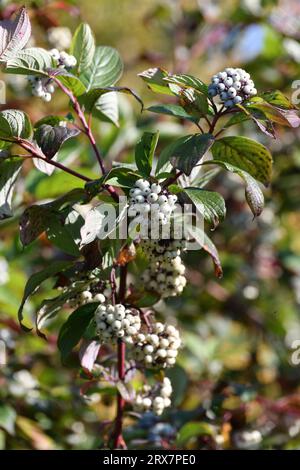 Swida alba - the wild berry bush in autumn Stock Photo - Alamy