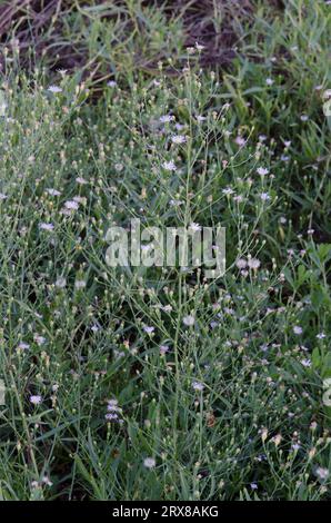 Eastern Annual Saltmarsh Aster, Symphyotrichum subulatum Stock Photo ...