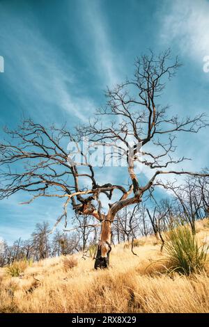 Burned Trees in Big Bend National Park Stock Photo - Alamy
