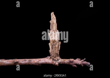 psychid larva in the wild state Stock Photo - Alamy