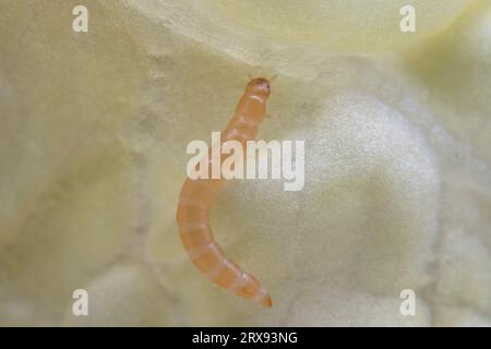 tenebrio molitor larva in a breeding farm Stock Photo - Alamy