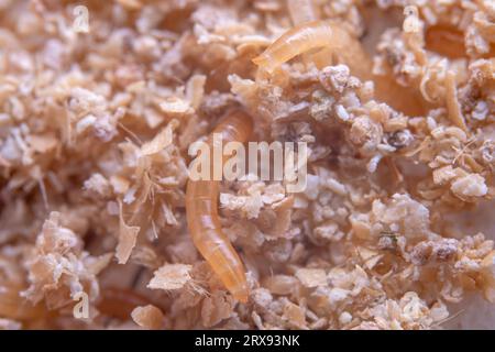 tenebrio molitor larva in a breeding farm Stock Photo - Alamy