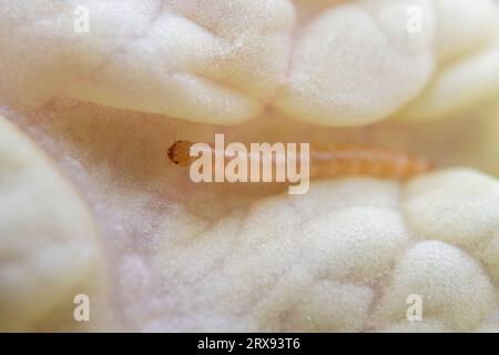 tenebrio molitor larva in a breeding farm Stock Photo - Alamy