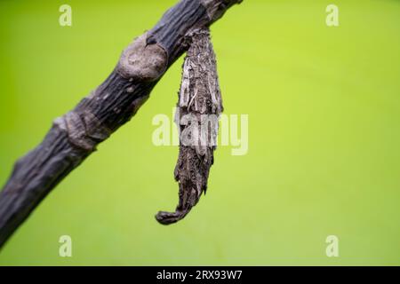 psychid larva in the wild state Stock Photo - Alamy