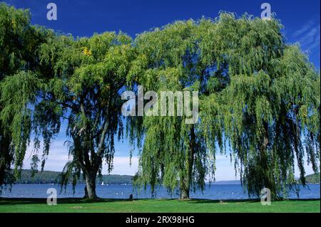 Willows on Cayuga Lake, Stewart Park, Ithaca, New York Stock Photo - Alamy