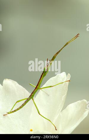 Juvenile smooth stick insect (Clitarchus sp.) on flowers Stock Photo ...