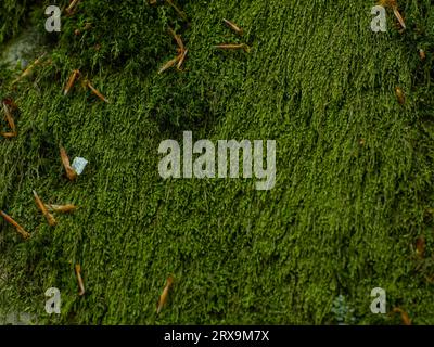 Micro-plants Of Green Moss, Covering The Surface Of The Bricks Stock ...