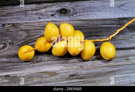 Yellow Barhi dates, botanically classified as Phoenix dactylifera ...
