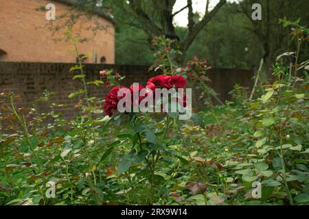Wild red roses in Poland. Beautiful background of wild roses in ...
