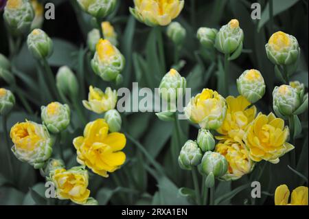 Yellow peony-flowered Double Late tulips (Tulipa) Andre 75 bloom in a ...