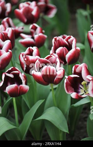 Red and white Triumph tulips (Tulipa) Marrero bloom in a garden in ...