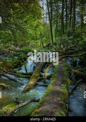 Czartowe Pole Nature Reserve, The gorge of the Devil's Field ...