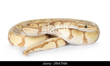 Cute yellowish ball python, curled up. Head on body, looking straight ...