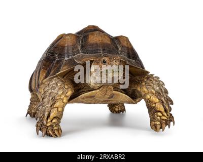 Male Sulcata Tortoise aka Centrochelys sulcata, standing side ways ...