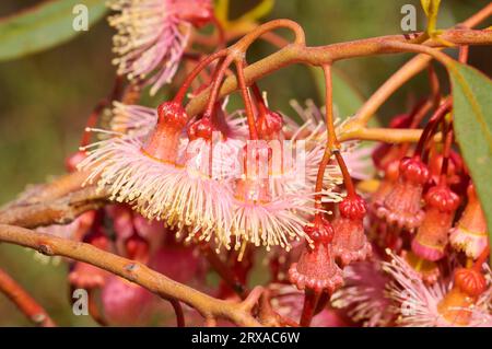 Eucalyptus torquata, Coral Gum Stock Photo - Alamy