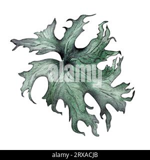 Watercolor dark green uneven leaf isolated on white background. Gothic ...