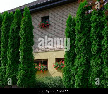 Hedge, Thuja occidentalis (Thuja occidentalis) Columna, arborvitae ...