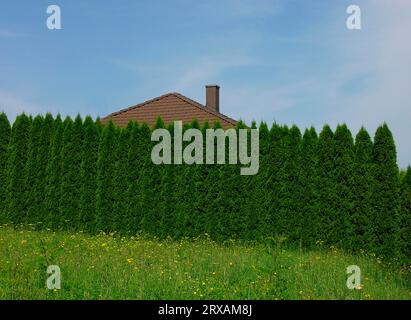 Western arborvitae (Thuja occidentalis 'Columna'), cemetery, Germany ...