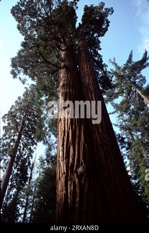 The Fallen Monarch, a famous giant sequoia in California, was once one ...