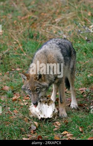 Gray wolf (Canis lupus) with skull bone Stock Photo - Alamy